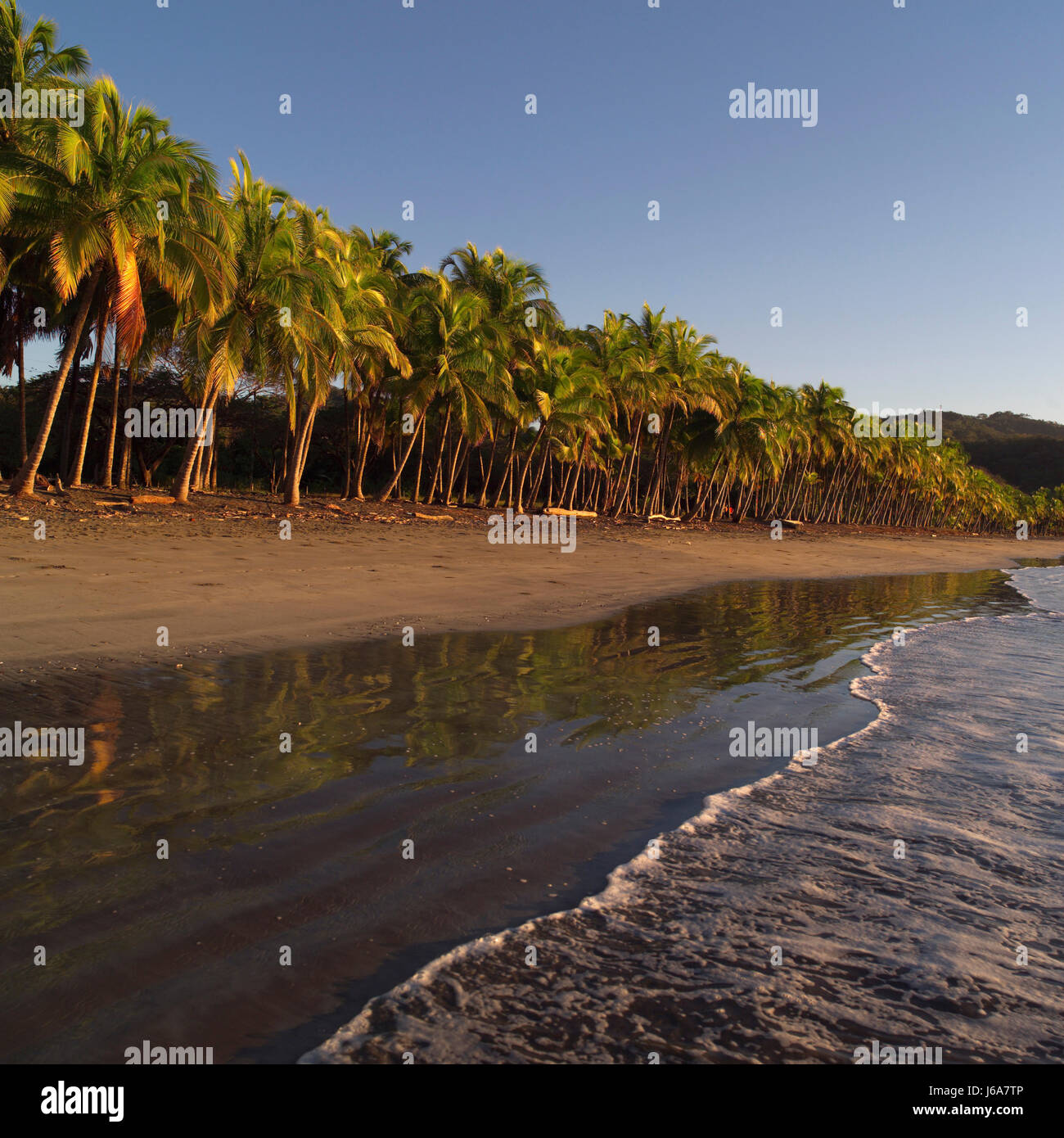 tree trees beach seaside the beach seashore central america palm tree ...