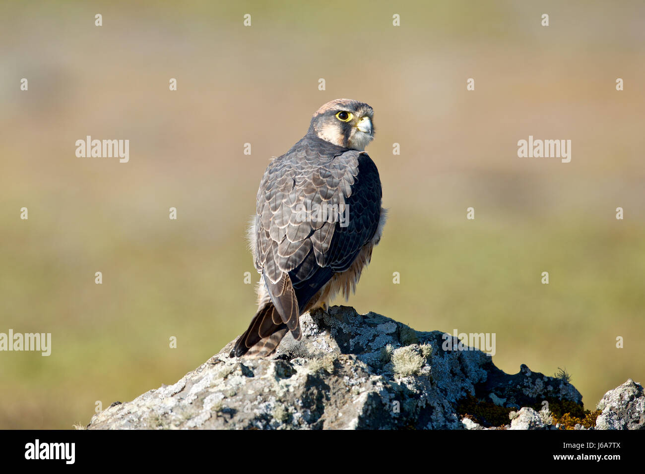 lanner falcon (Falco biarmicus Stock Photo - Alamy