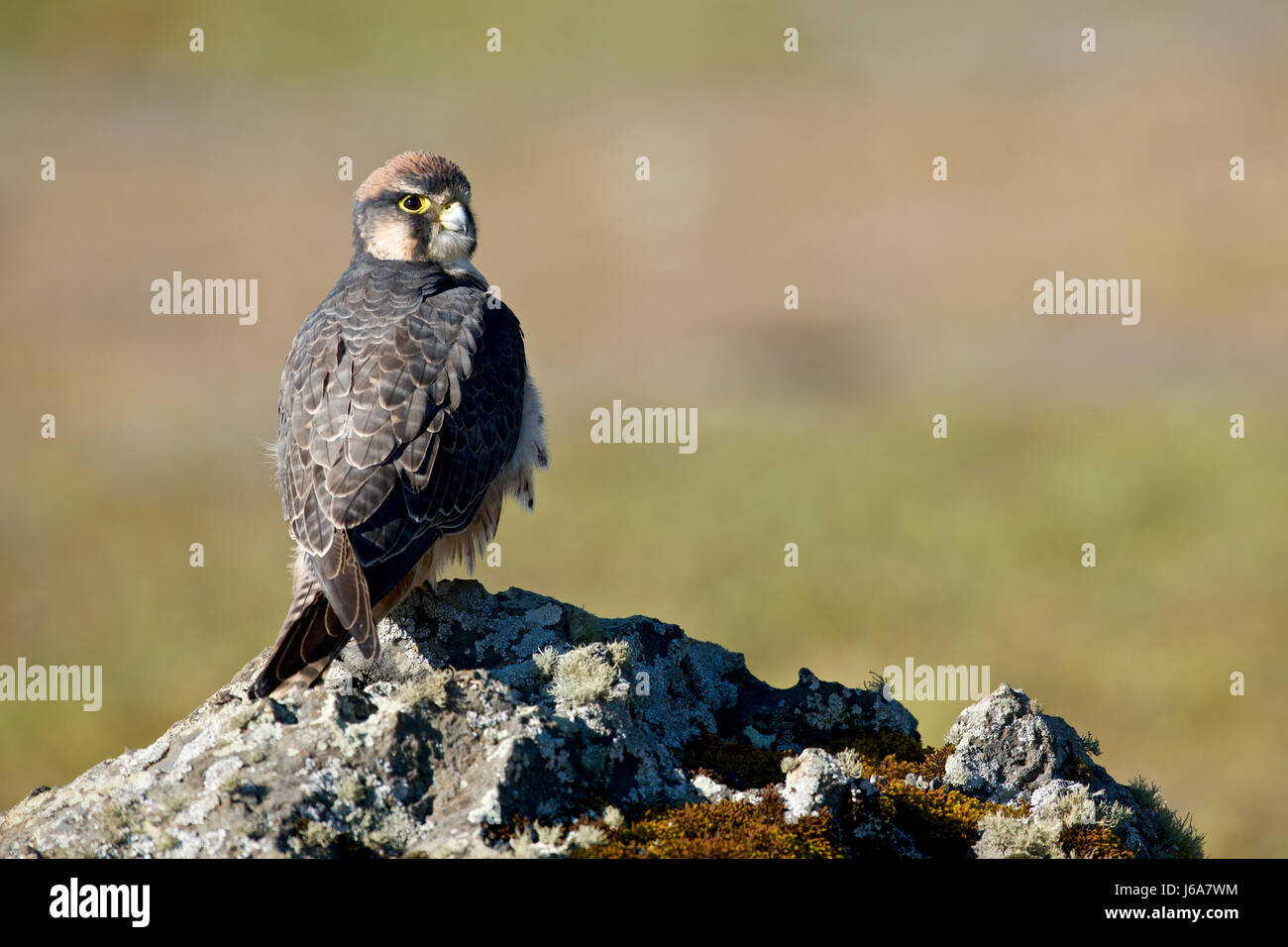 lanner falcon (Falco biarmicus Stock Photo - Alamy