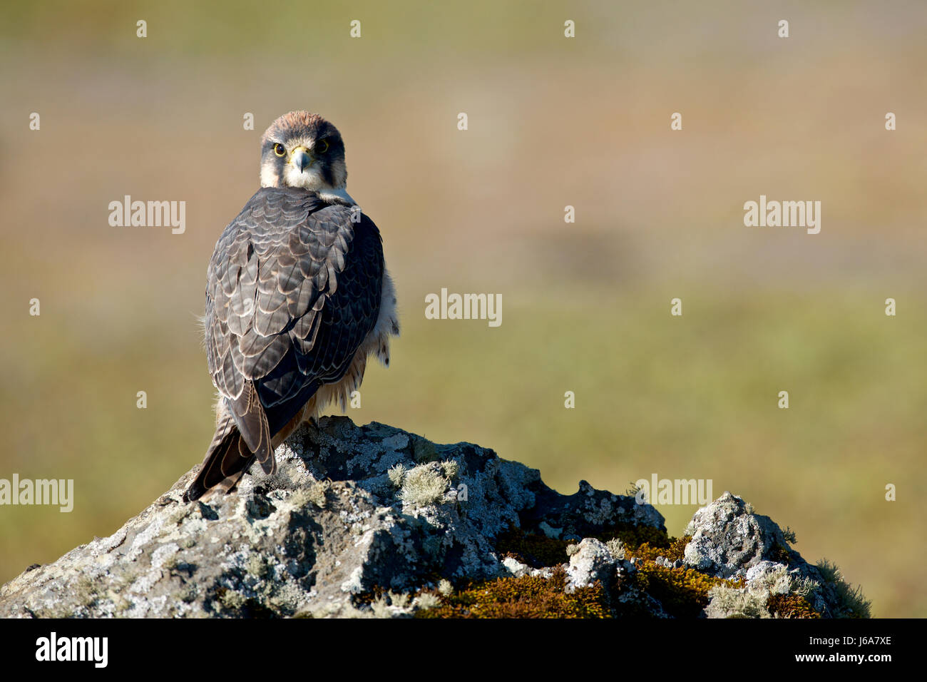 lanner falcon (Falco biarmicus Stock Photo - Alamy