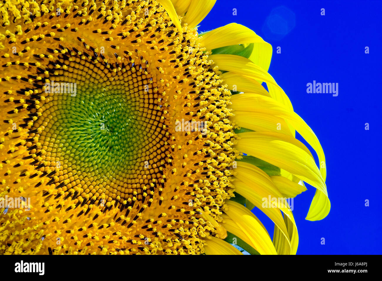 blue macro close-up macro admission close up view detail big large ...