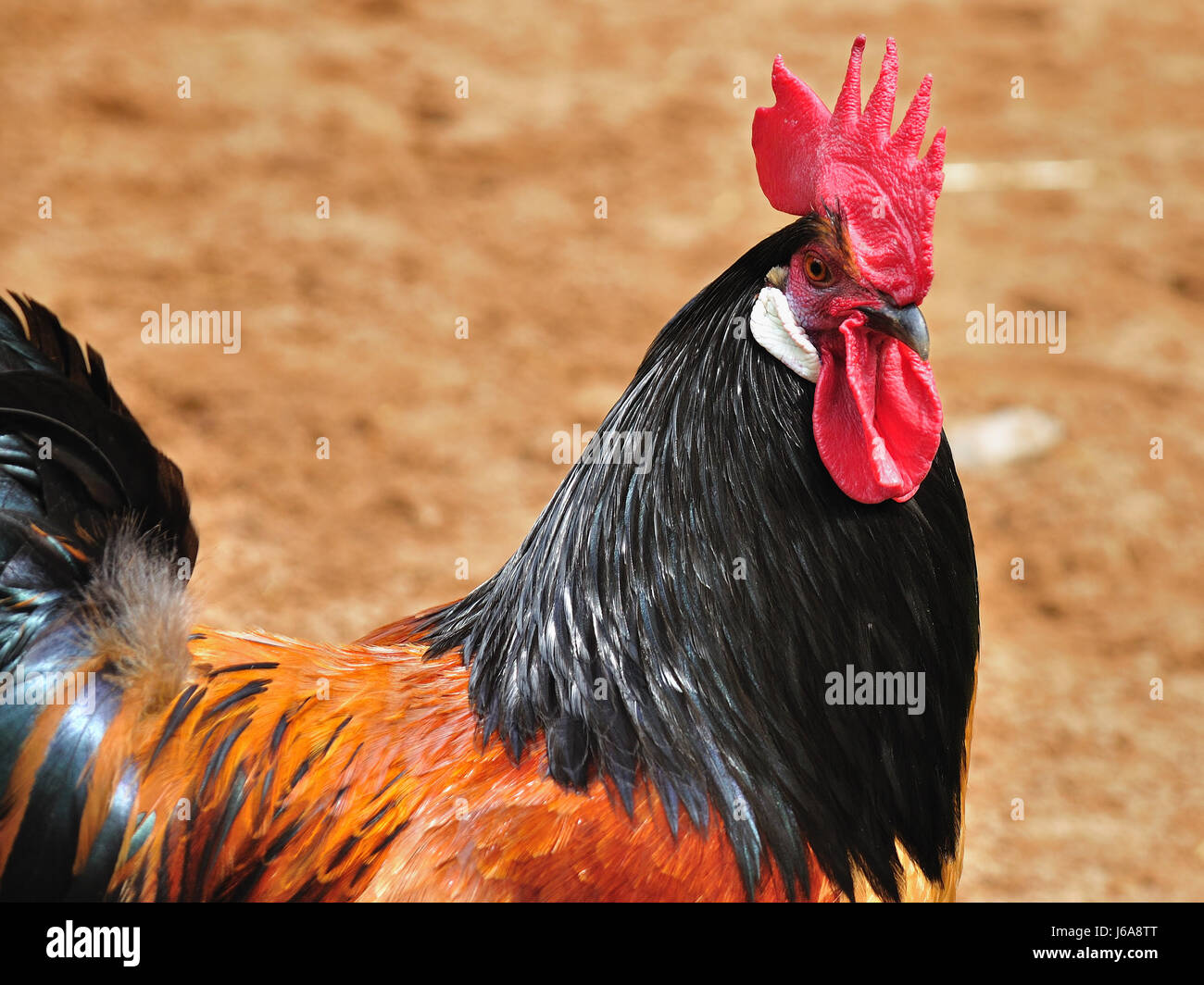 feathers beak poultry chicken beaks cock rooster coloured colourful gorgeous Stock Photo - Alamy