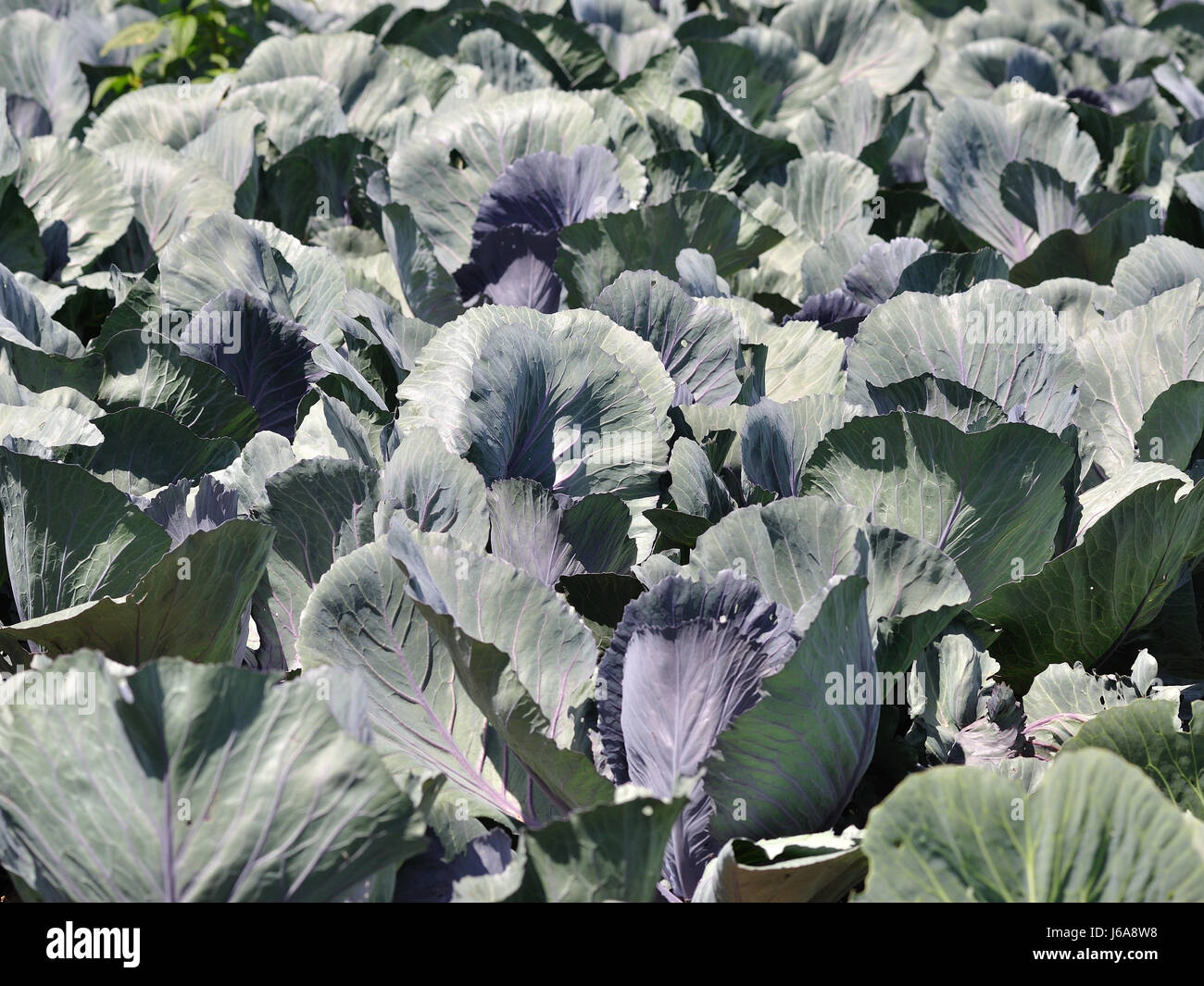 herb red cabbage agriculture farming vegetable market garden cabbage ...
