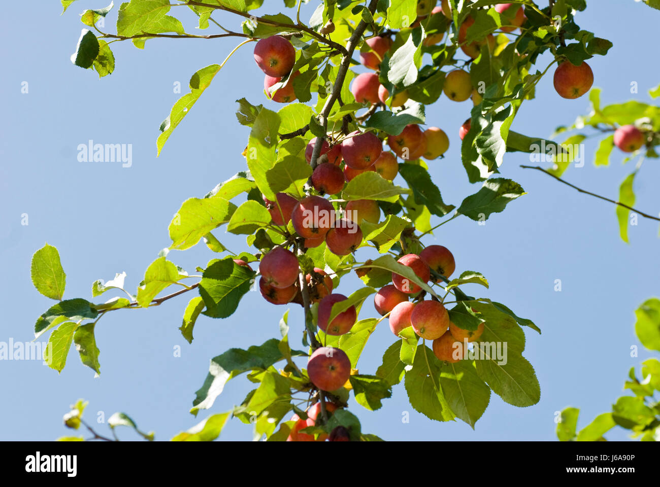 ripe biological apple tree apples apple branch untreated firmament sky ...