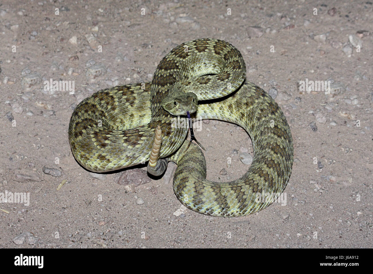 desert wasteland reptile wild wildlife snakes rattlesnake nature danger ...