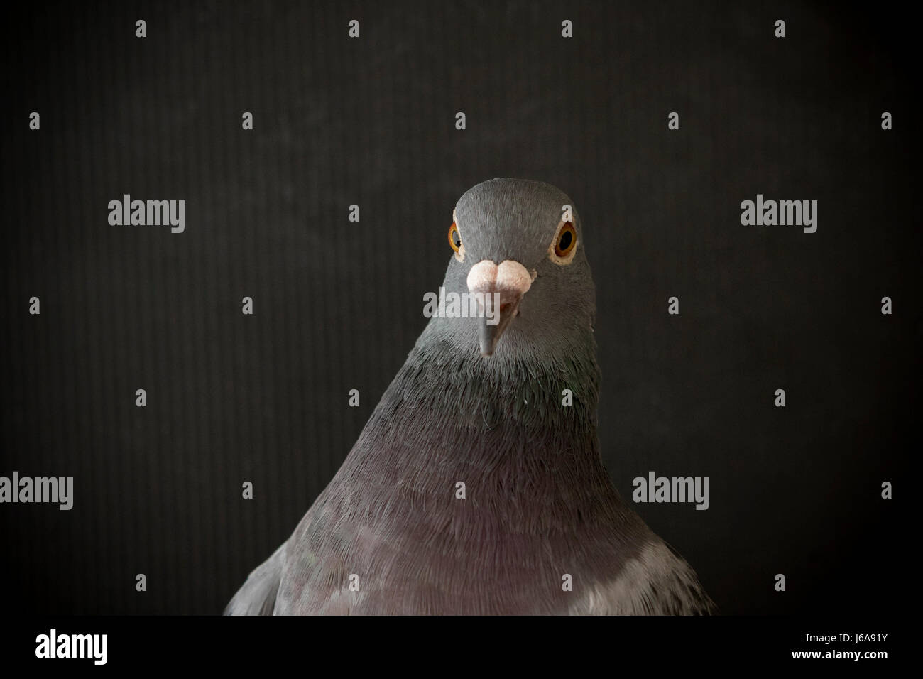 close up side view beautiful head shot of speed racing pigeon bird on ...