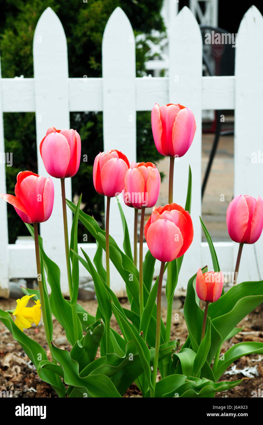 garden flower flowers plant tulips fence picket flower bed flowerbed close Stock Photo - Alamy