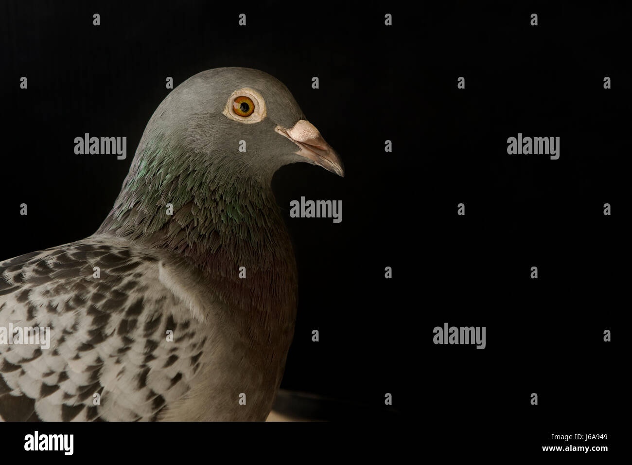 close up speed racing pigeon bird on black Stock Photo - Alamy
