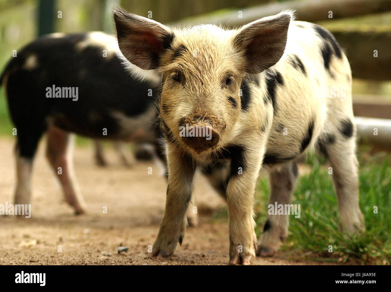 Porky pig porky pig porky hi-res stock photography and images - Alamy