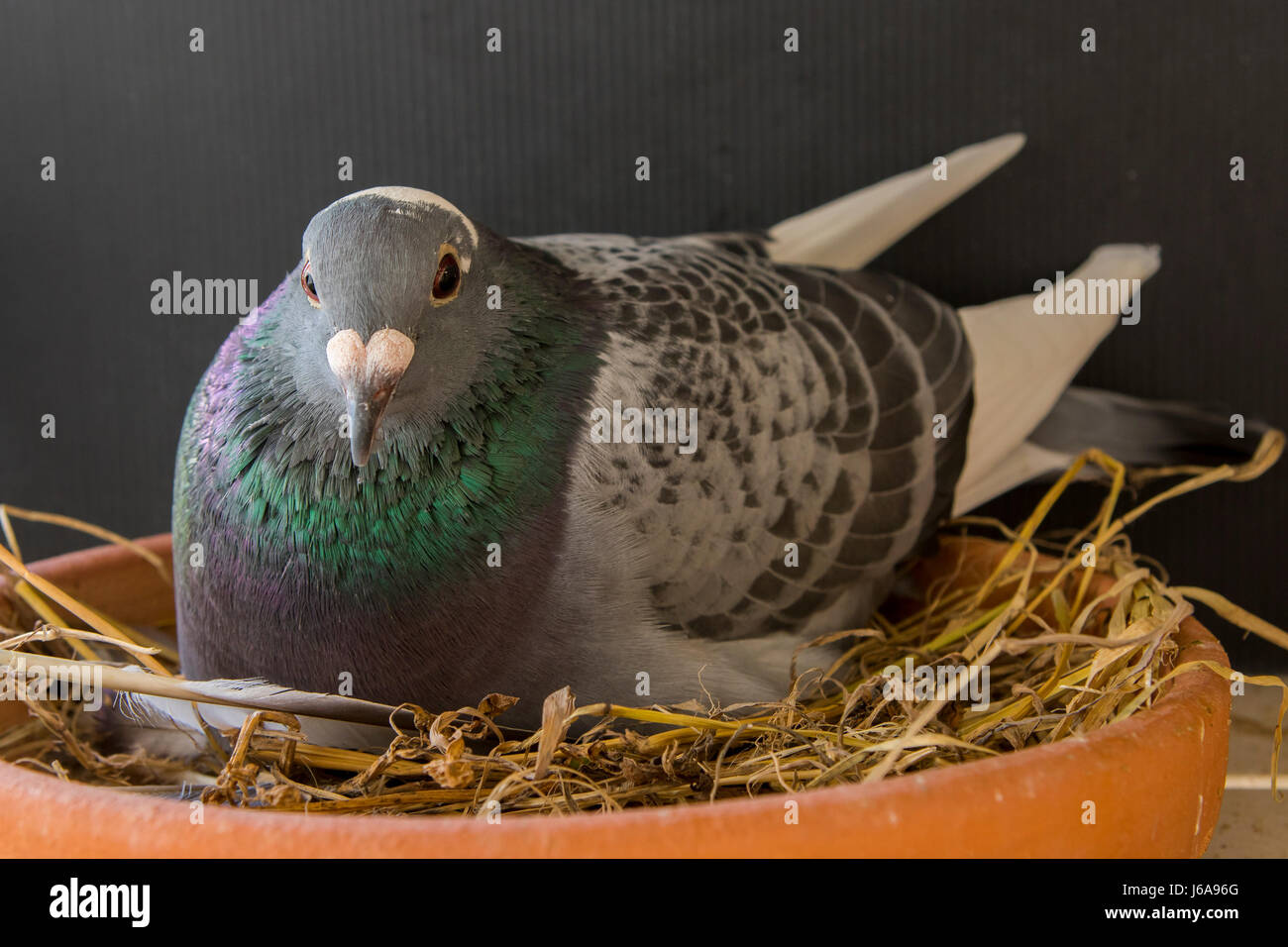 speed racing pigeon bird in breeding dish home loft Stock Photo - Alamy