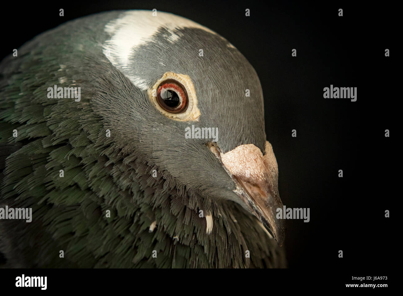 Pigeon Racing Eyes