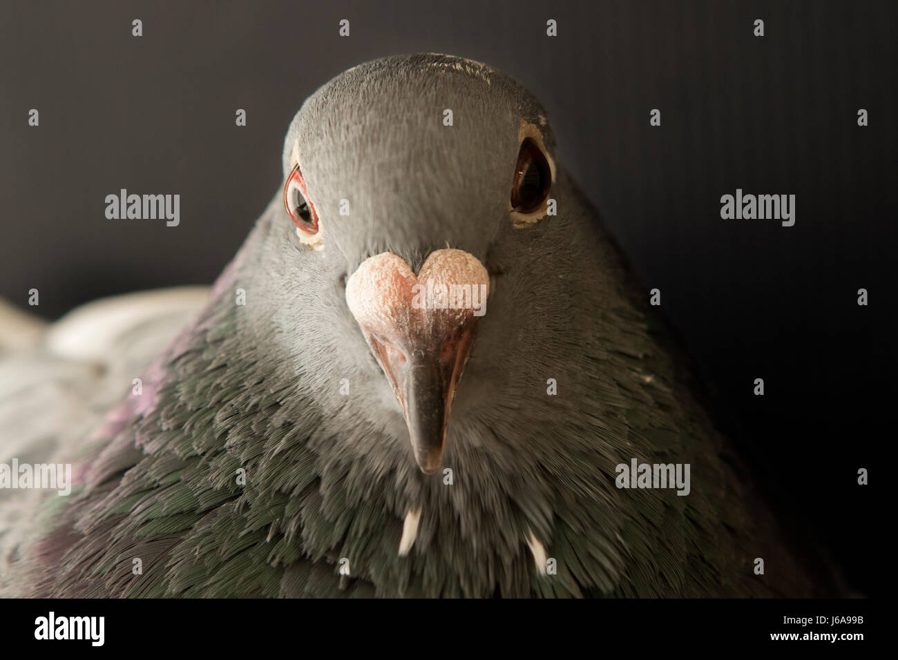 close up face of angry pigeon bird photography by low light style Stock ...