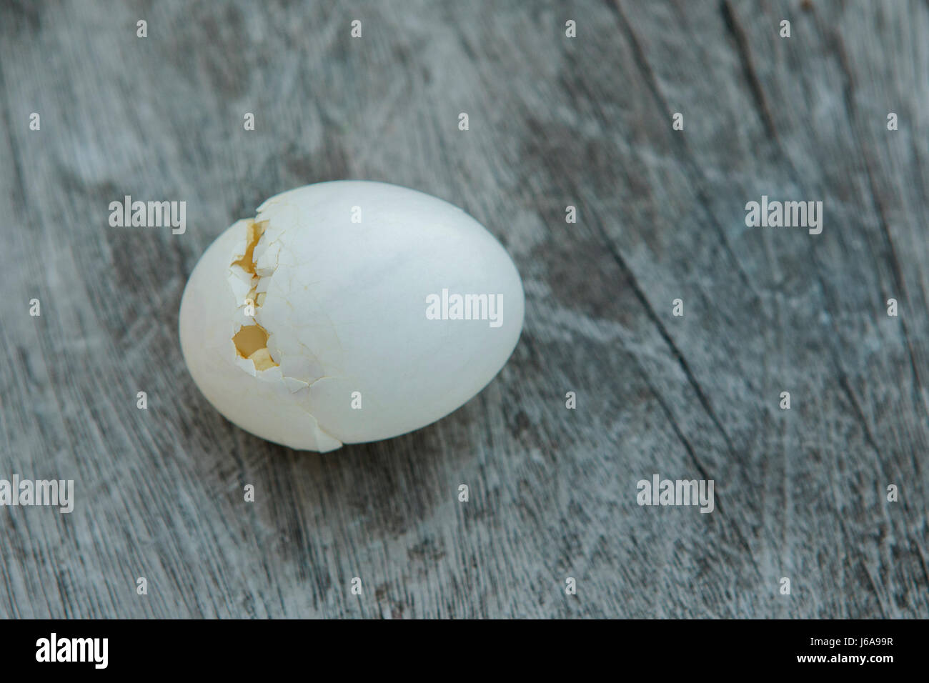 Pigeon egg hi-res stock photography and images - Alamy