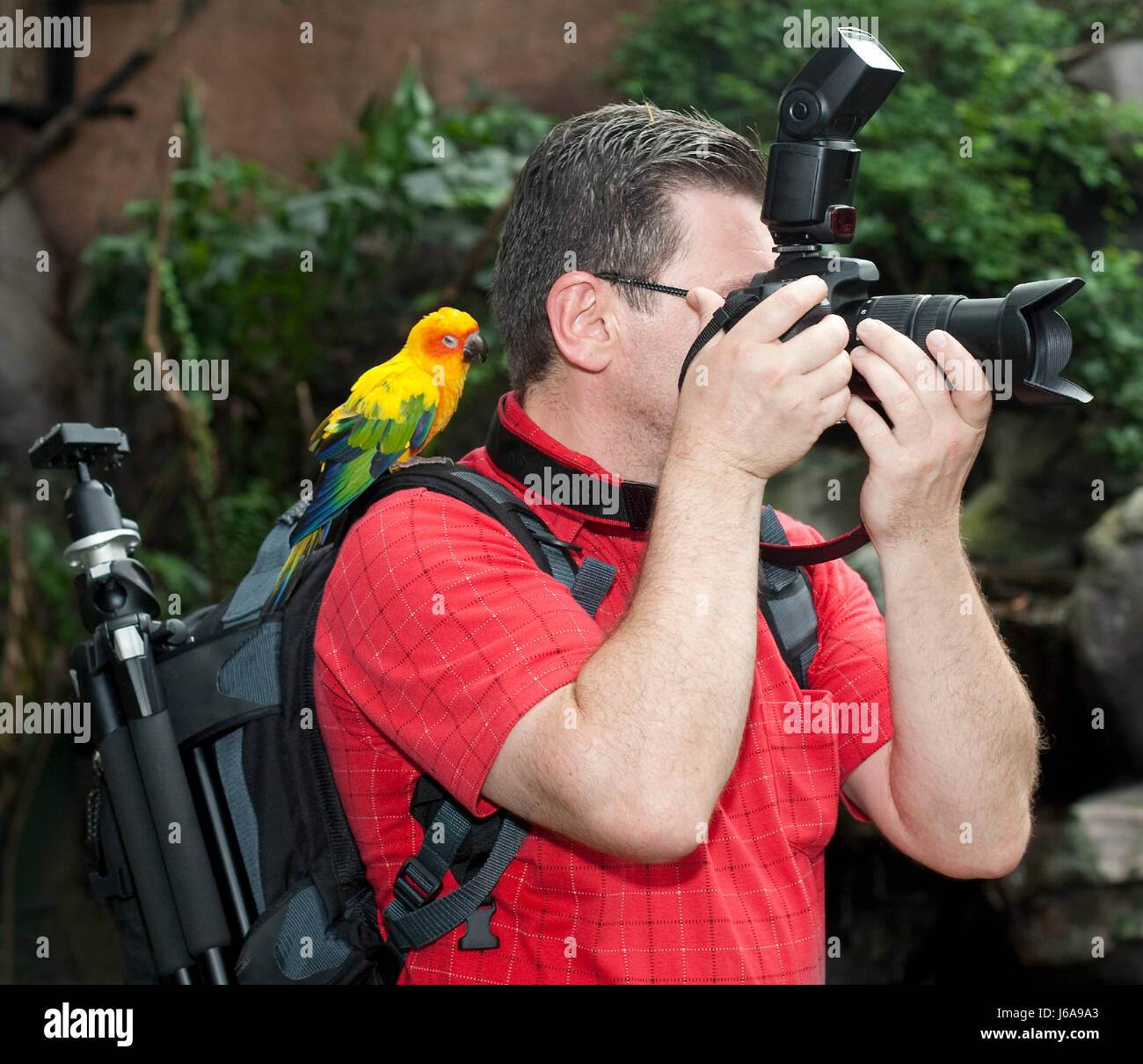 photographer with bird on shoulder Stock Photo - Alamy