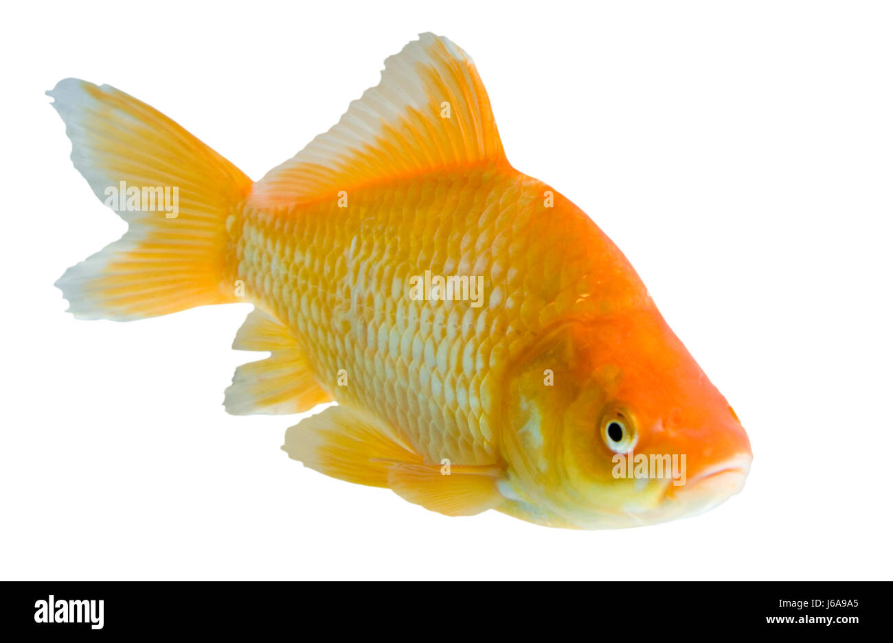 Cut out goldfish swimming hi-res stock photography and images - Alamy