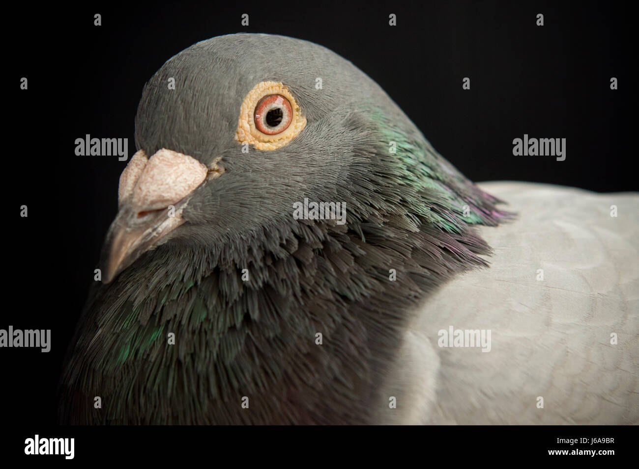 close up side view beautiful head shot of speed racing pigeon bird on ...