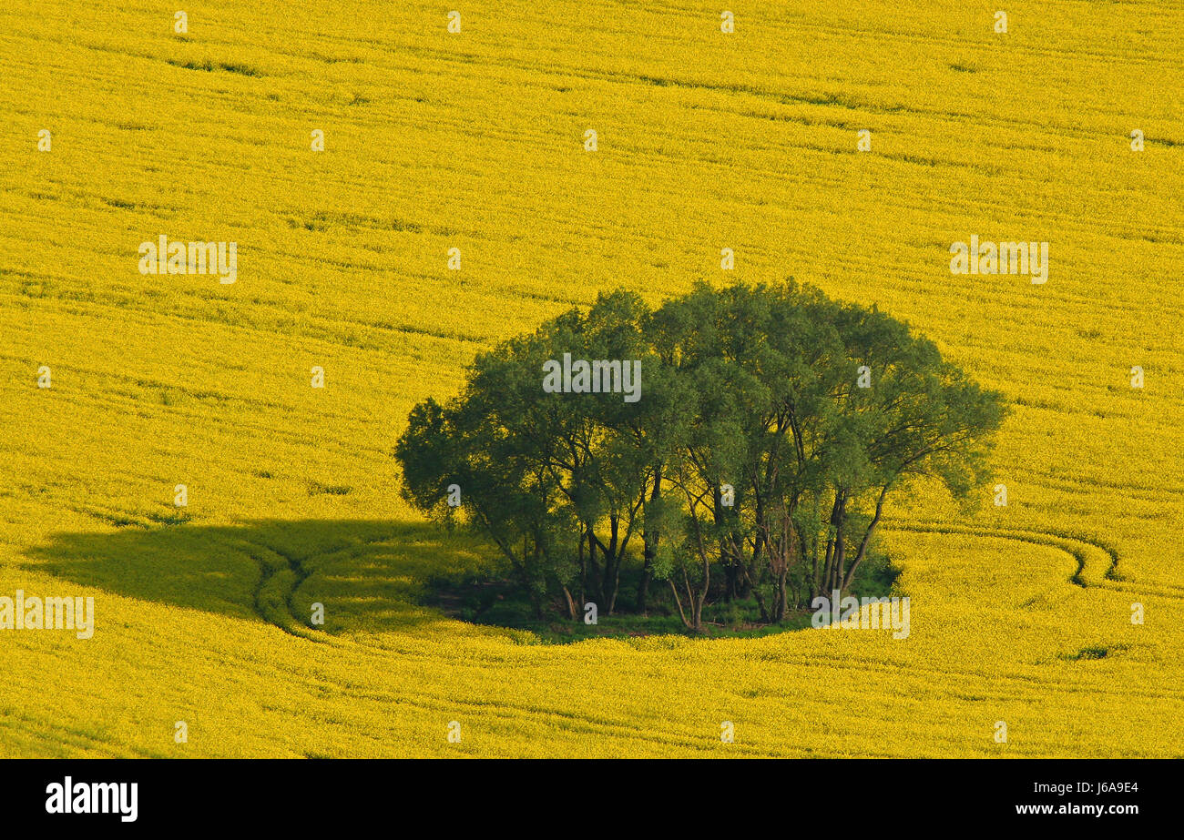 tree bloom blossom flourish flourishing coleseed spring May scenery ...