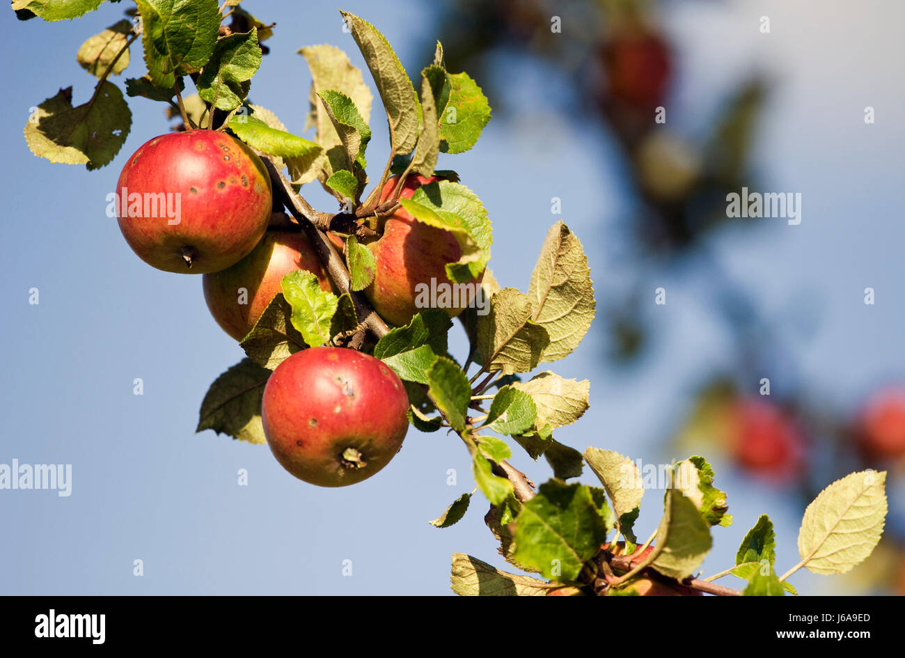 apple tree - branch with apples Stock Photo - Alamy