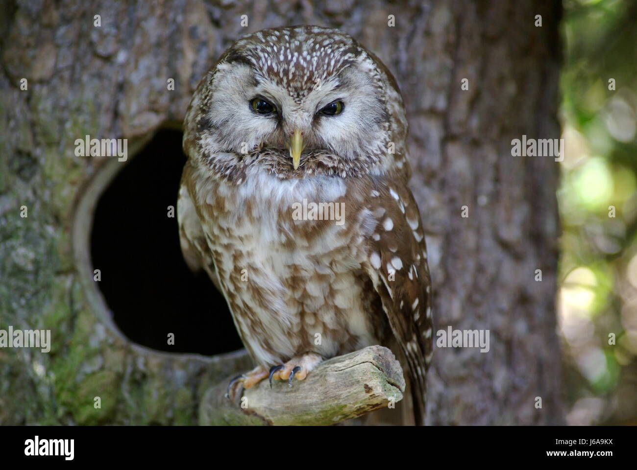 bird birds codger tree bird birds raptor birds of prey wing feathering ...