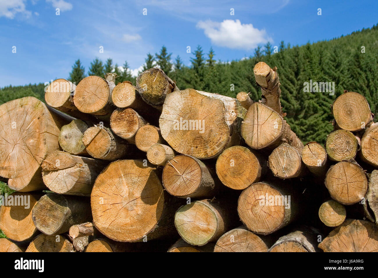 tree raw material forest forestry blue tree industry wood trunk tribes ...