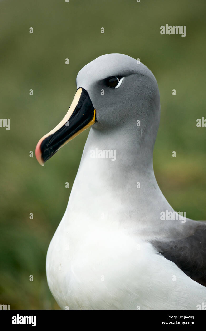grey-headed albatross (Thalassarche chrysostoma), on Diego Ramirez ...