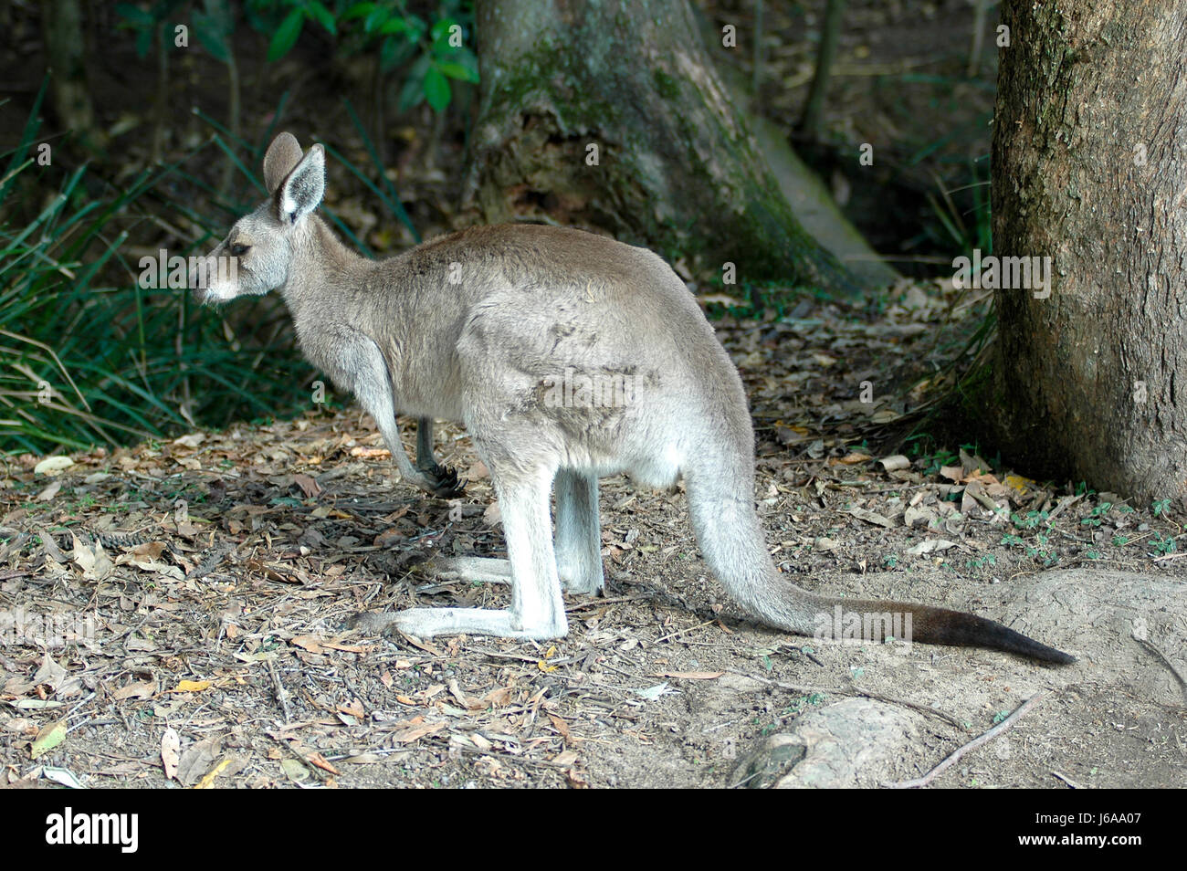 Kangaroo skin bag hi-res stock photography and images - Alamy