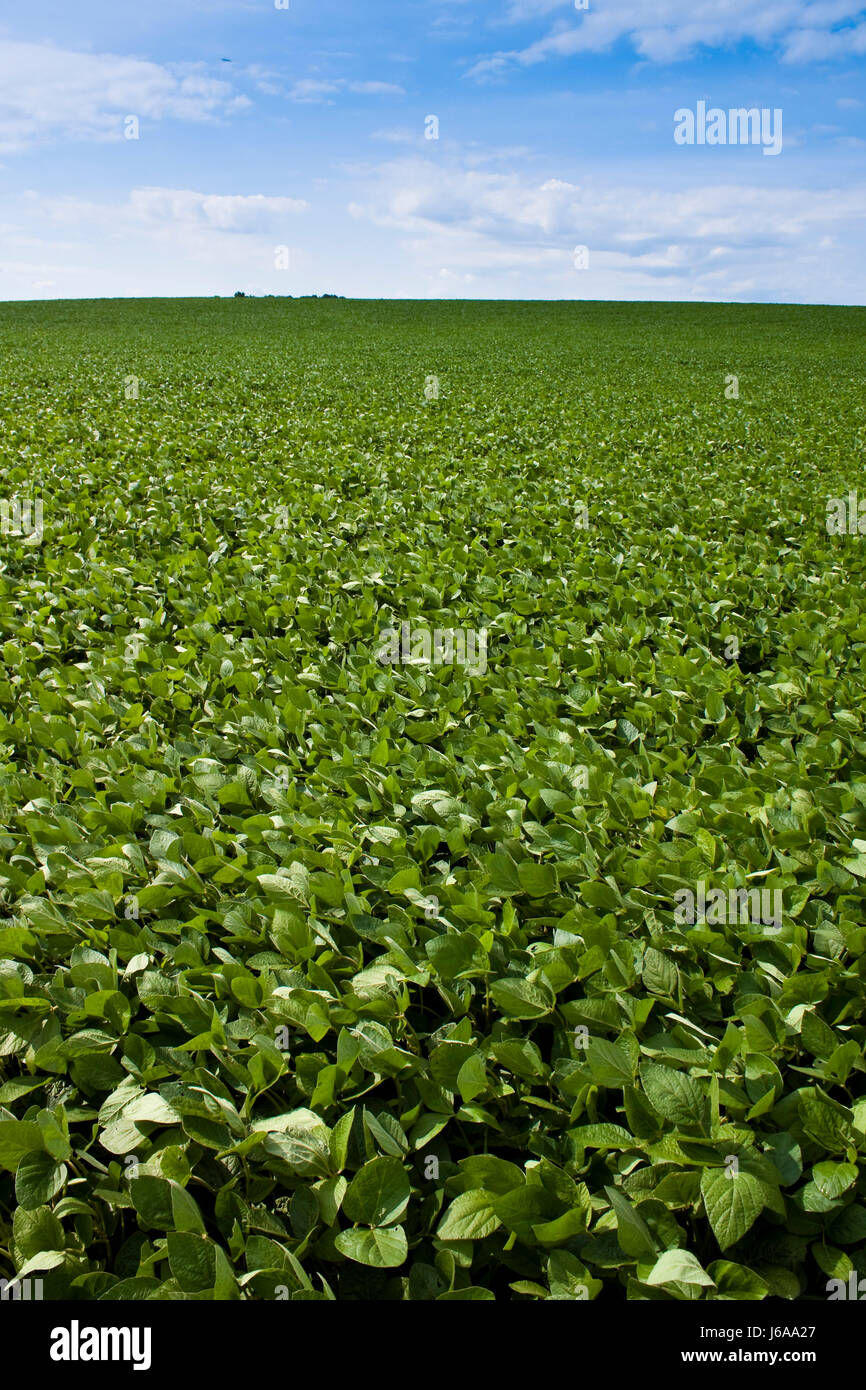 field harvest outdoor farm grow landscape scenery countryside nature ...
