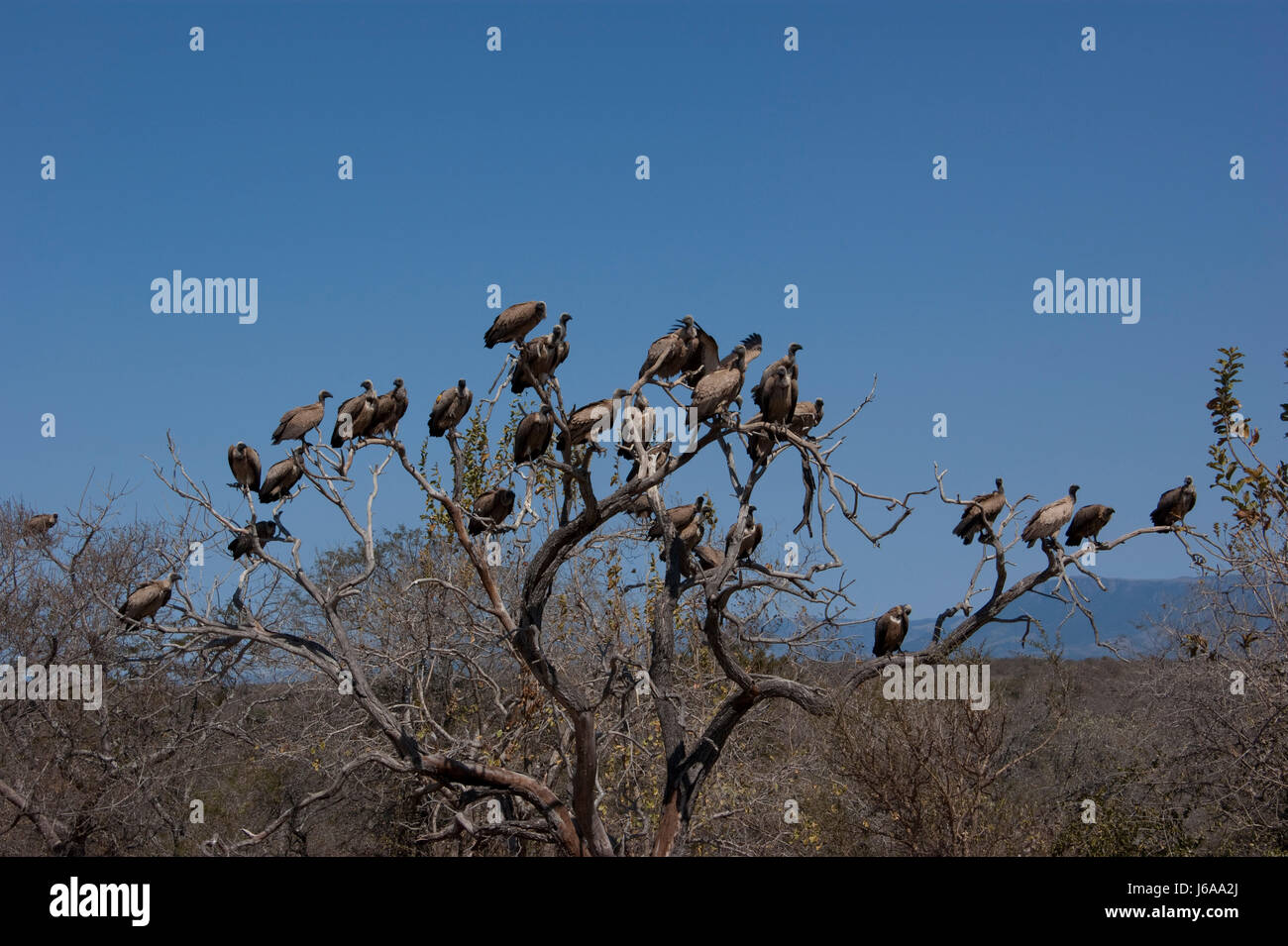 Birds position hi-res stock photography and images - Alamy