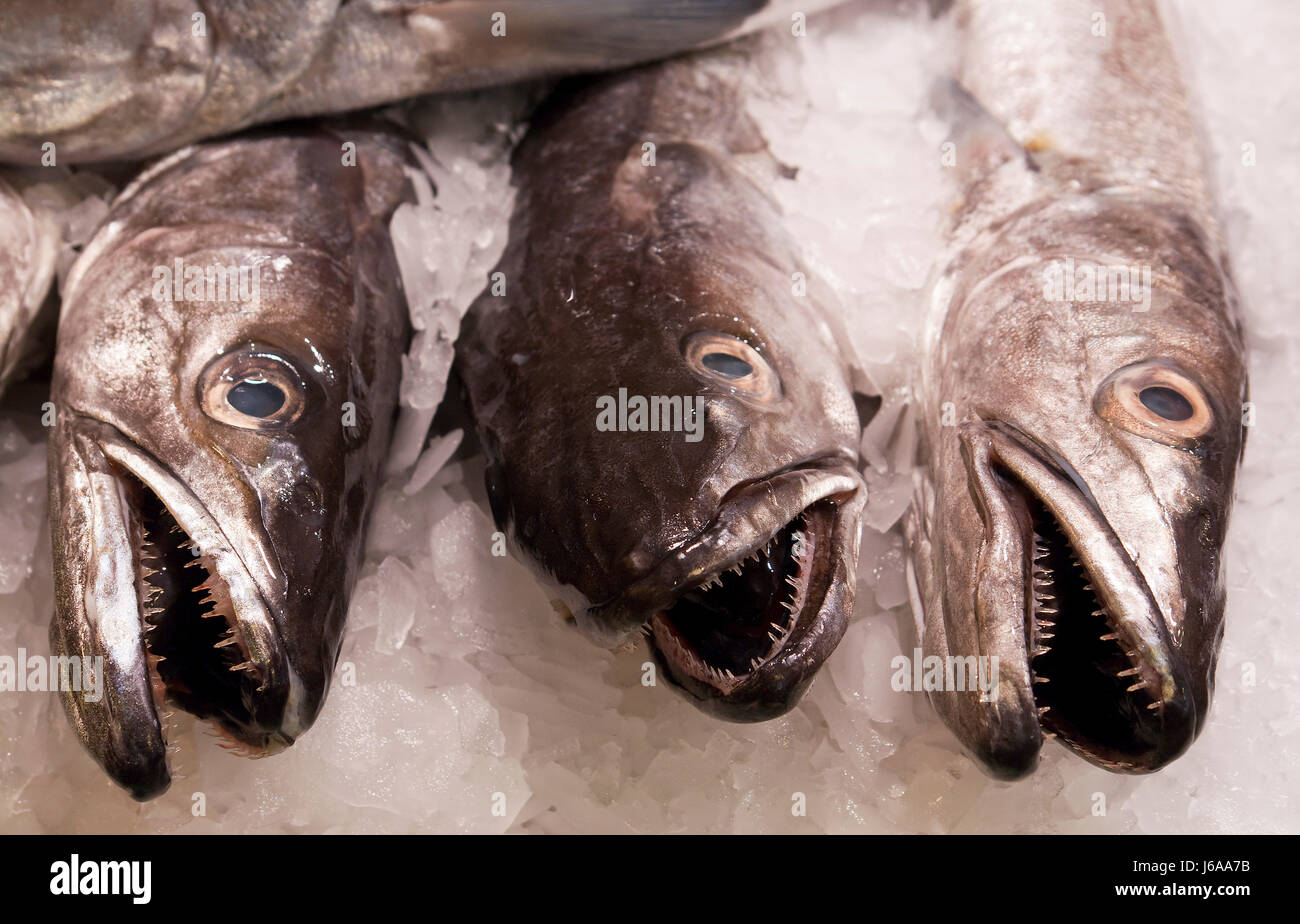 Fresh barracuda fish market hi-res stock photography and images - Alamy
