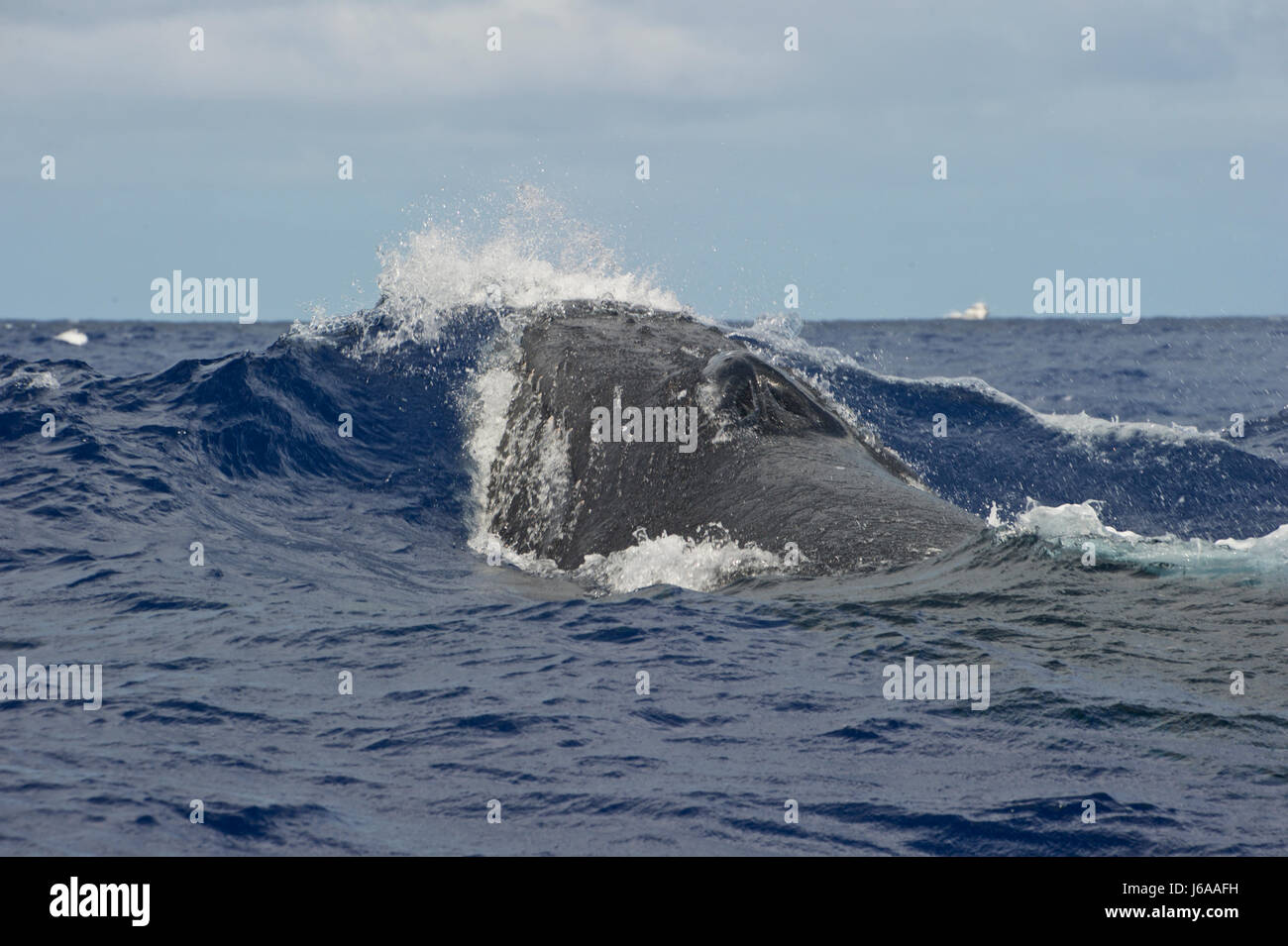 humpback whale (Megaptera novaeangliae), Pacific Ocean Stock Photo - Alamy