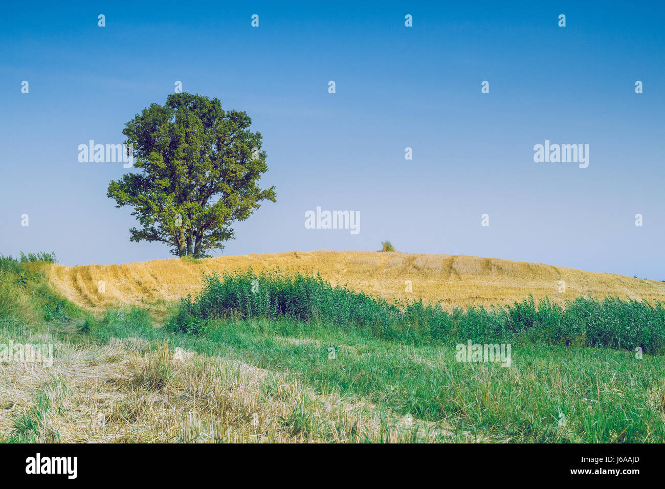 Meadow and tree in Latvia. 2014 Stock Photo - Alamy