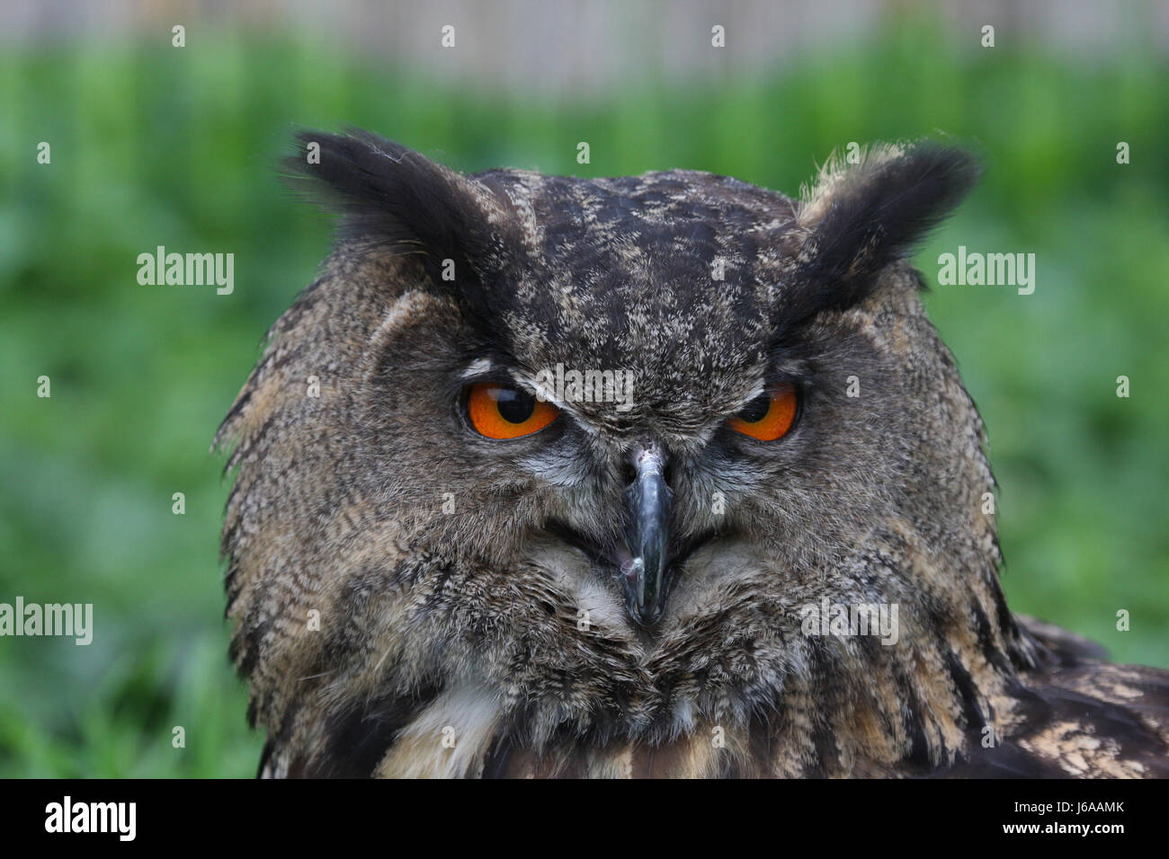 bird portrait eye organ birds raptor beak feathering owl beaks eagle ...