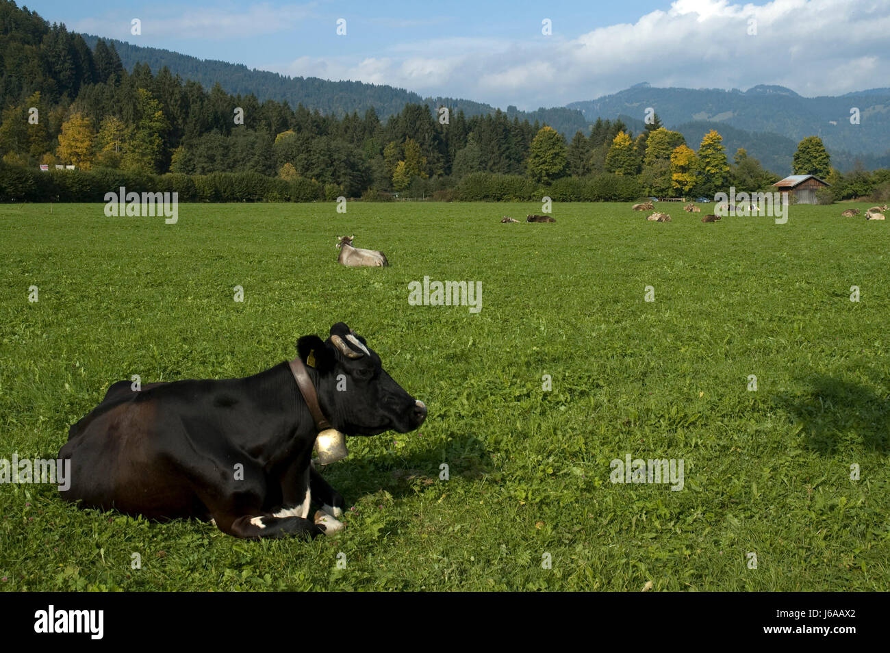 alp cow livestock cattle allgu alp meadow meadow tree trees animal ...