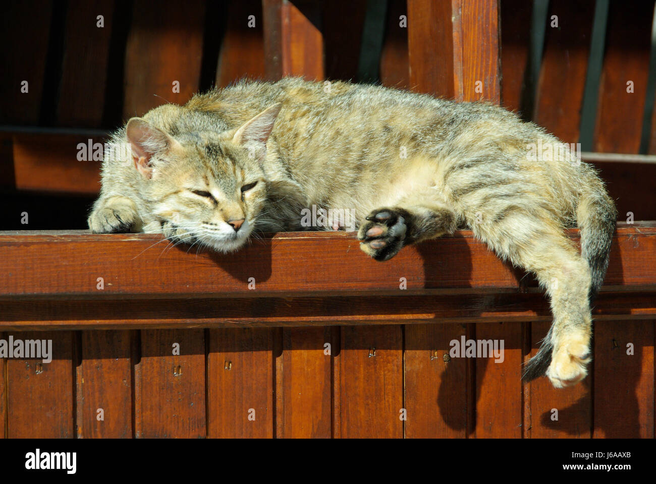 cat - cat 05 Stock Photo - Alamy