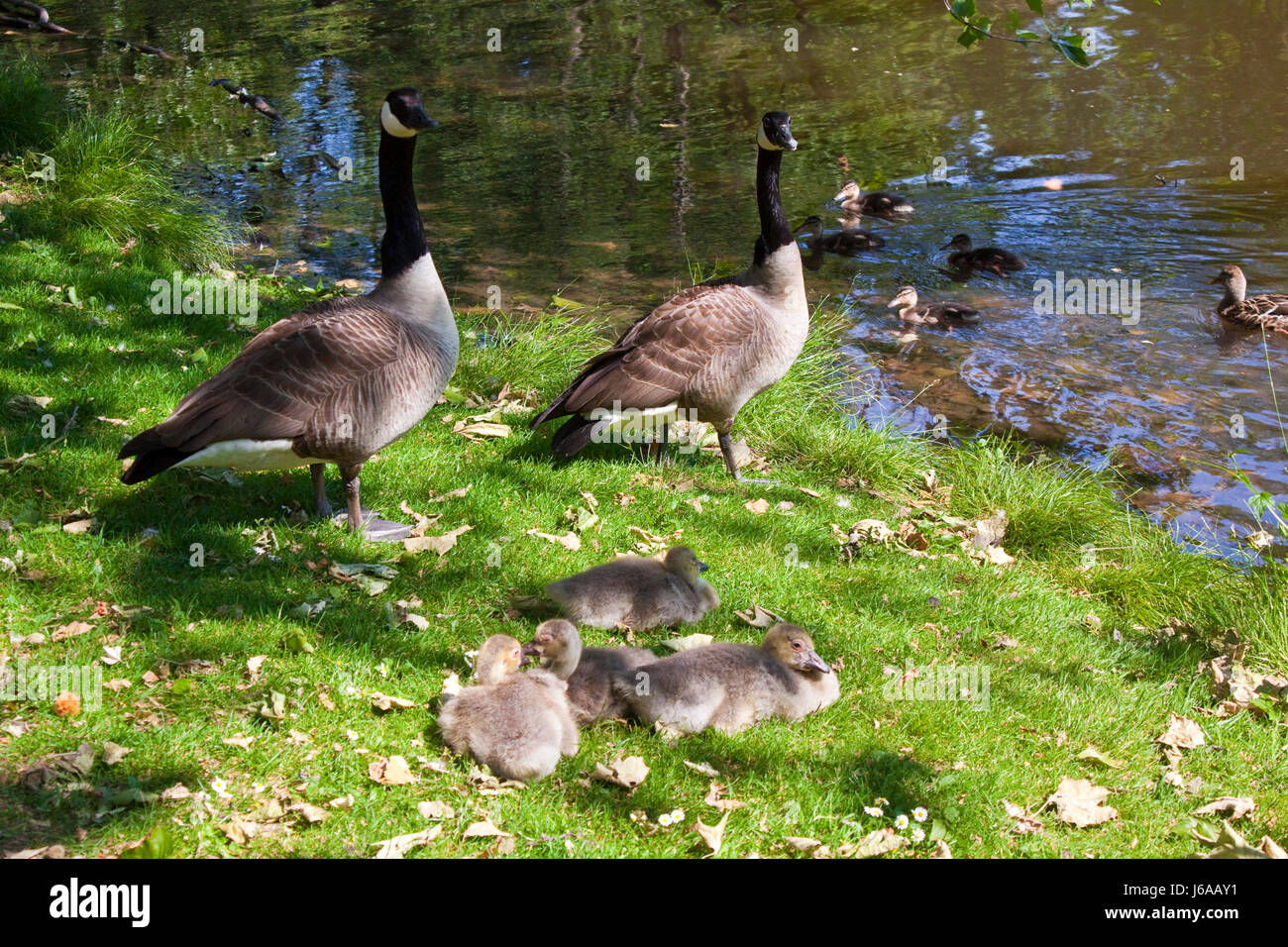 bird birds freedom liberty duck wildlife goose brant macro close-up ...