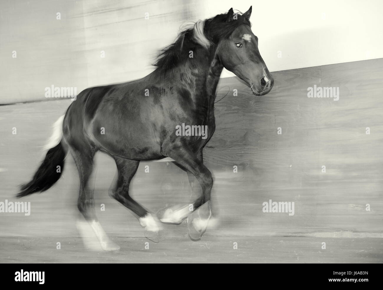 Galloping horse portrait hi-res stock photography and images - Alamy