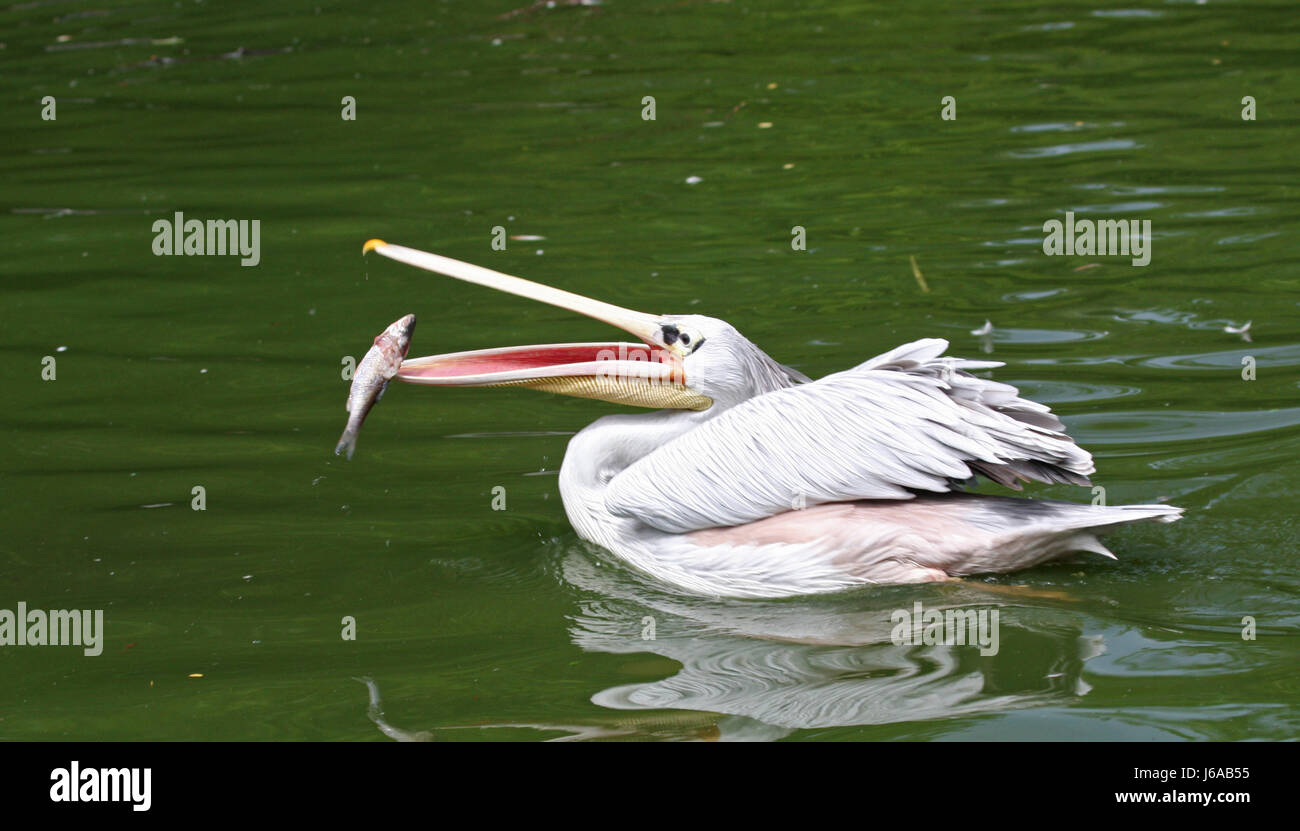 bird fish birds beak fishing pelican fresh water lake inland water ...
