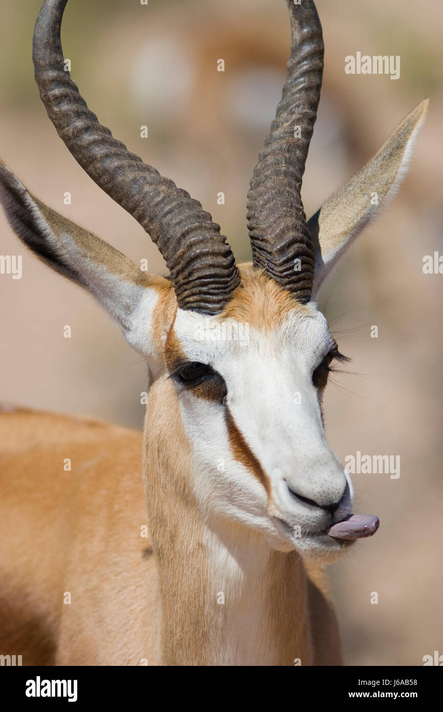 mammal wild africa safari antelope nature game tournament play playing ...