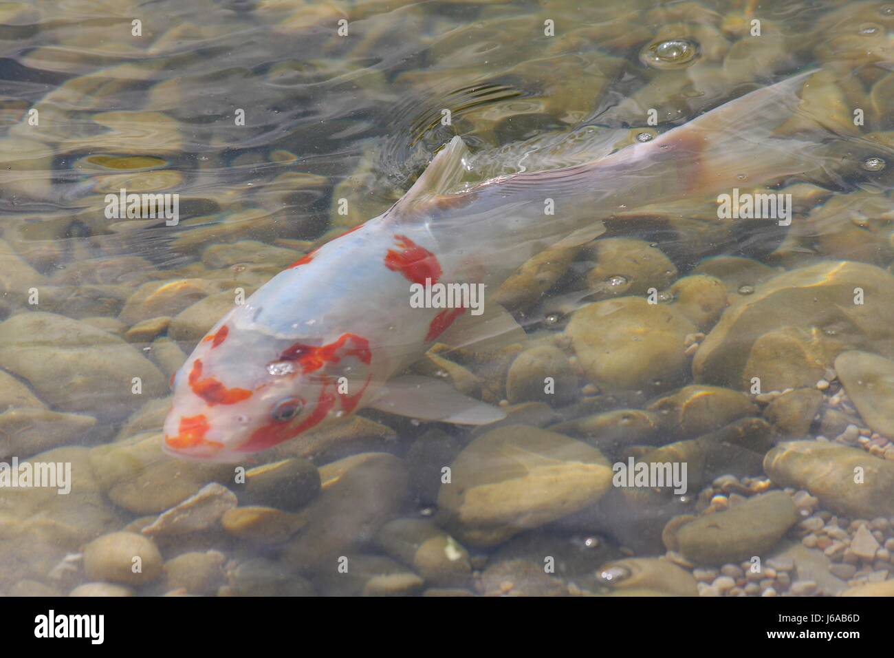 fish valuable japanese japan toy fish breed fish wealth traditional ...