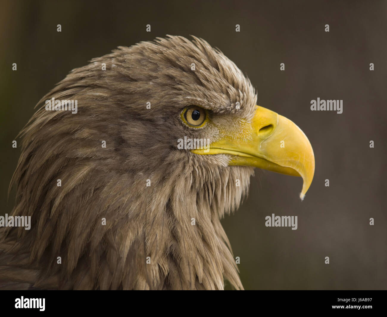 bird eagle salt water sea ocean water white detail hunter head predator ...