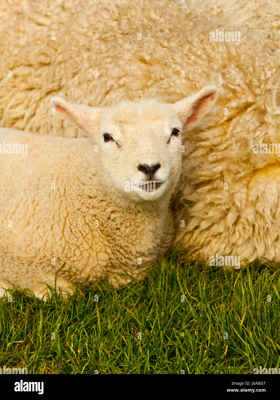 Sheep child hi-res stock photography and images - Alamy