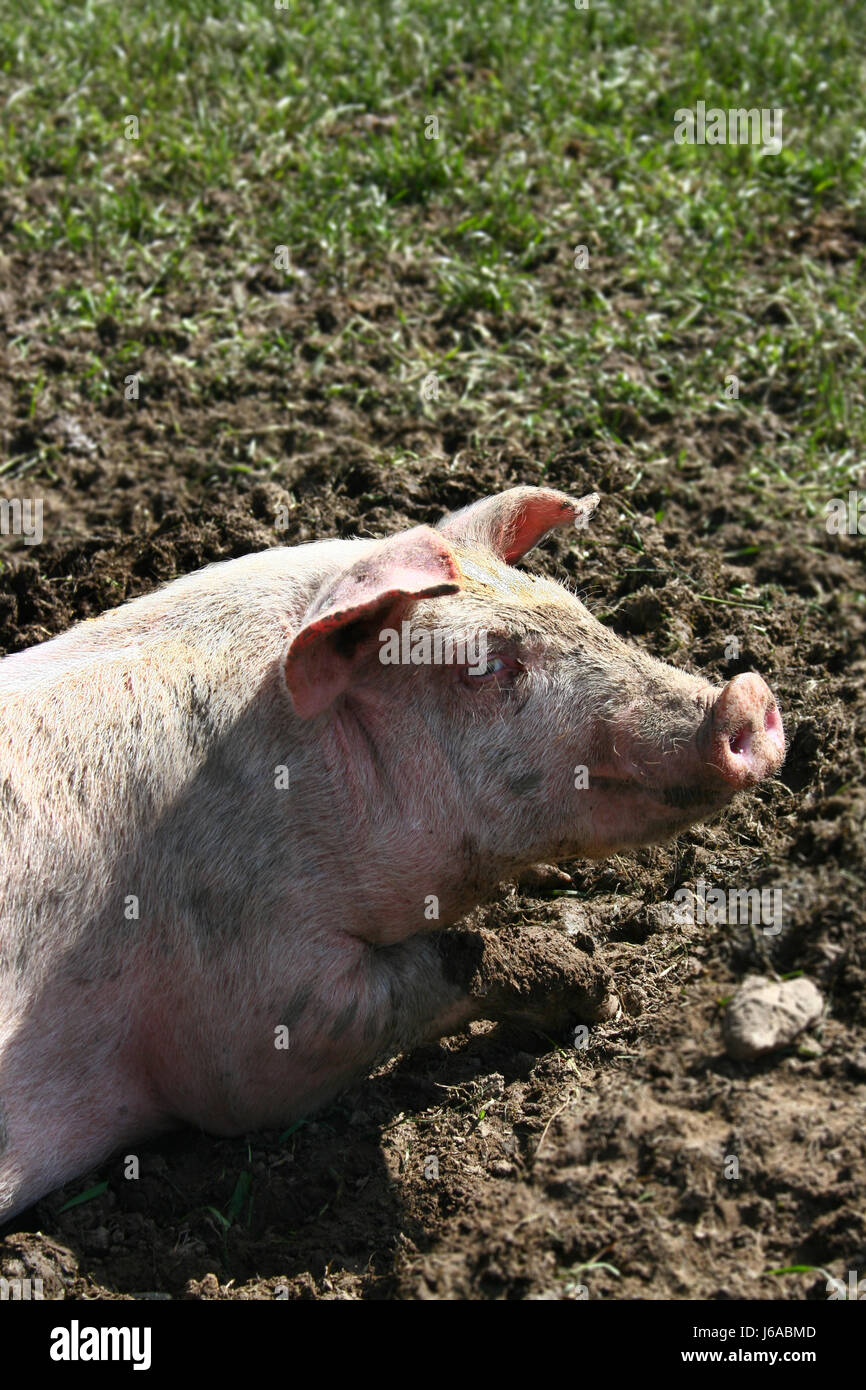 agriculture farming farm animal domestic pig pig friendly kind ...