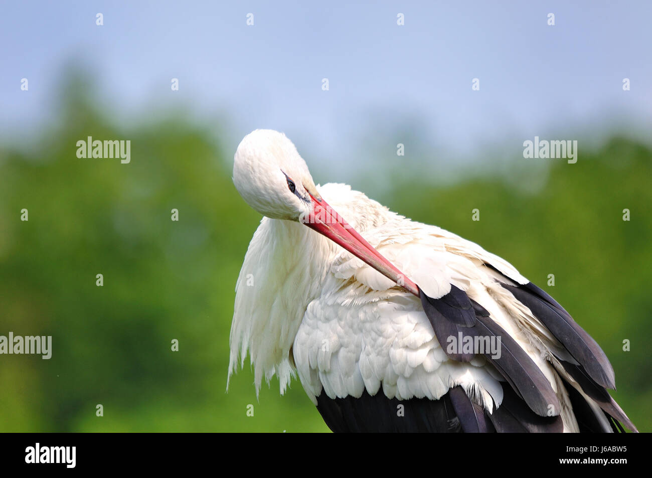 beak stork feathering furbish migrant birds of passage beaks blue bird green Stock Photo - Alamy