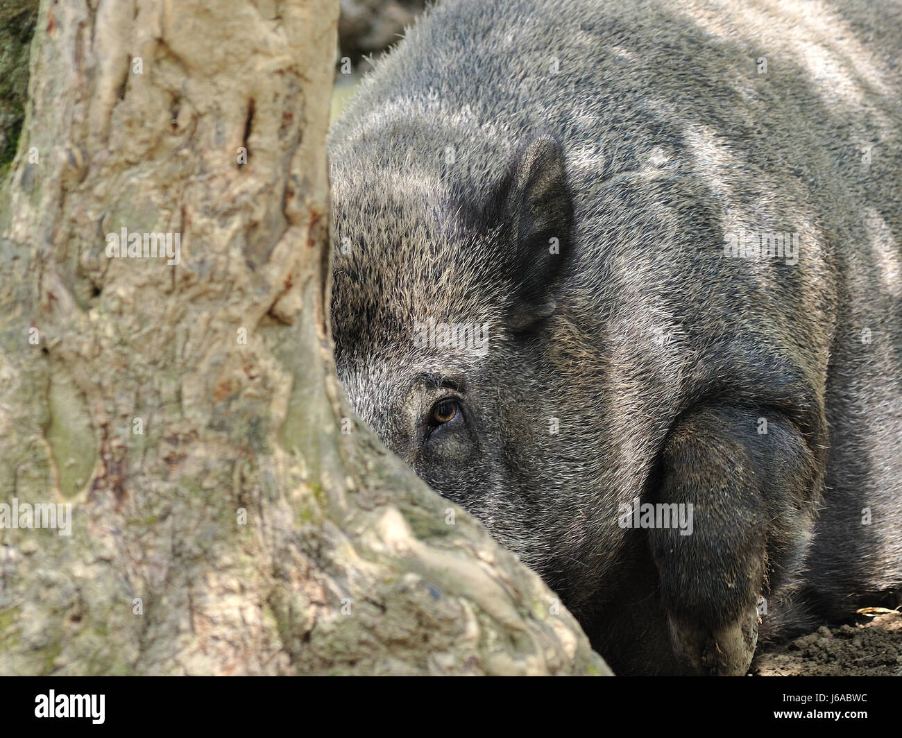 Boar hide hi-res stock photography and images - Alamy