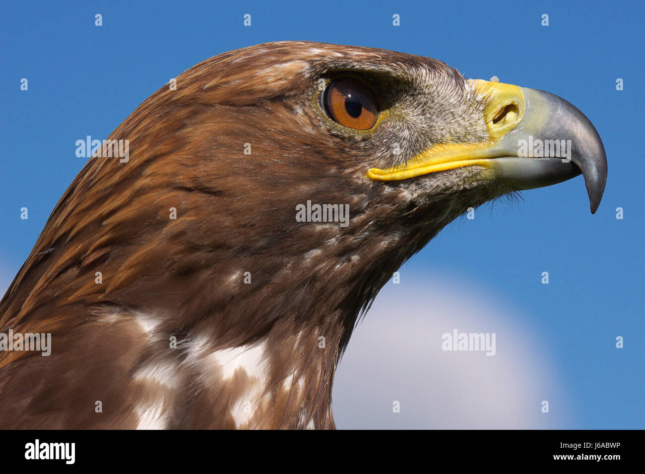 bird portrait birds predator eagle falconer falconry fly flies flys ...