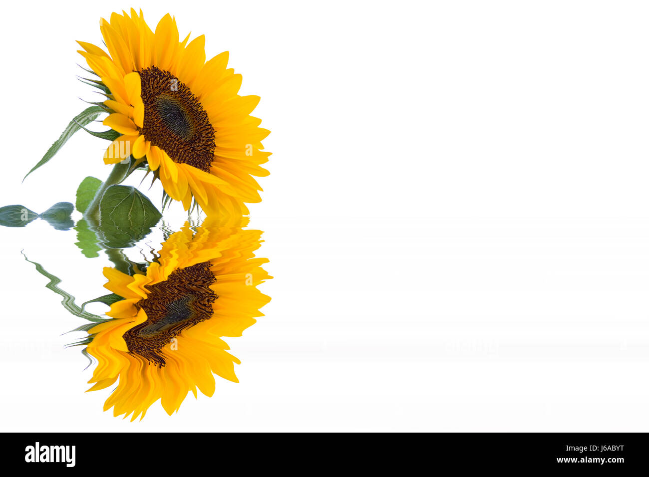 sunflower in water Stock Photo - Alamy