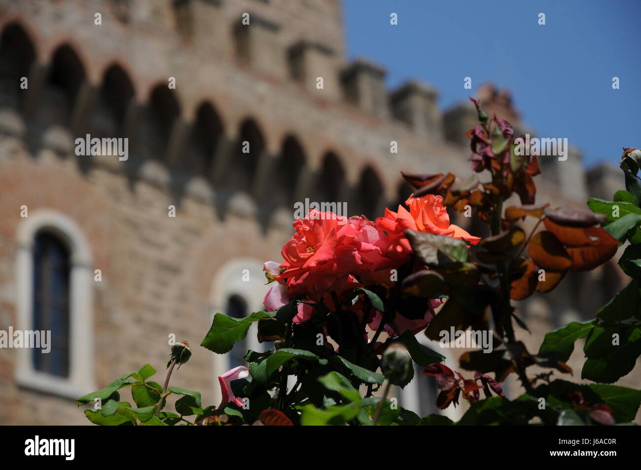 flower plant rose chateau castle flower plant thorns toscana rose ...