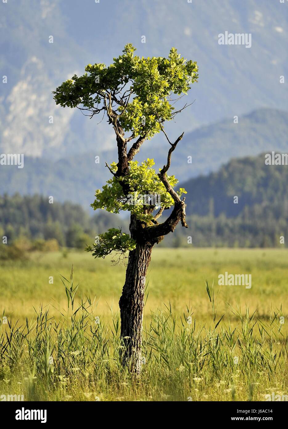 tree shine shines bright lucent light serene luminous tree trees green ...