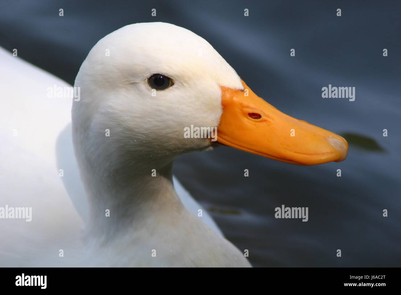 feral domestic duck Stock Photo - Alamy