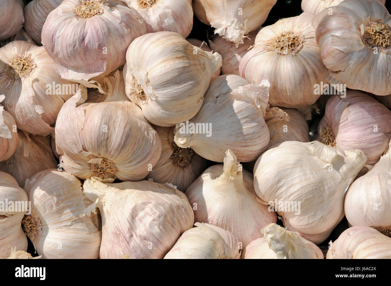 spice vegetable garlic clove of garlic medicinal plant knoblauchzehen ...